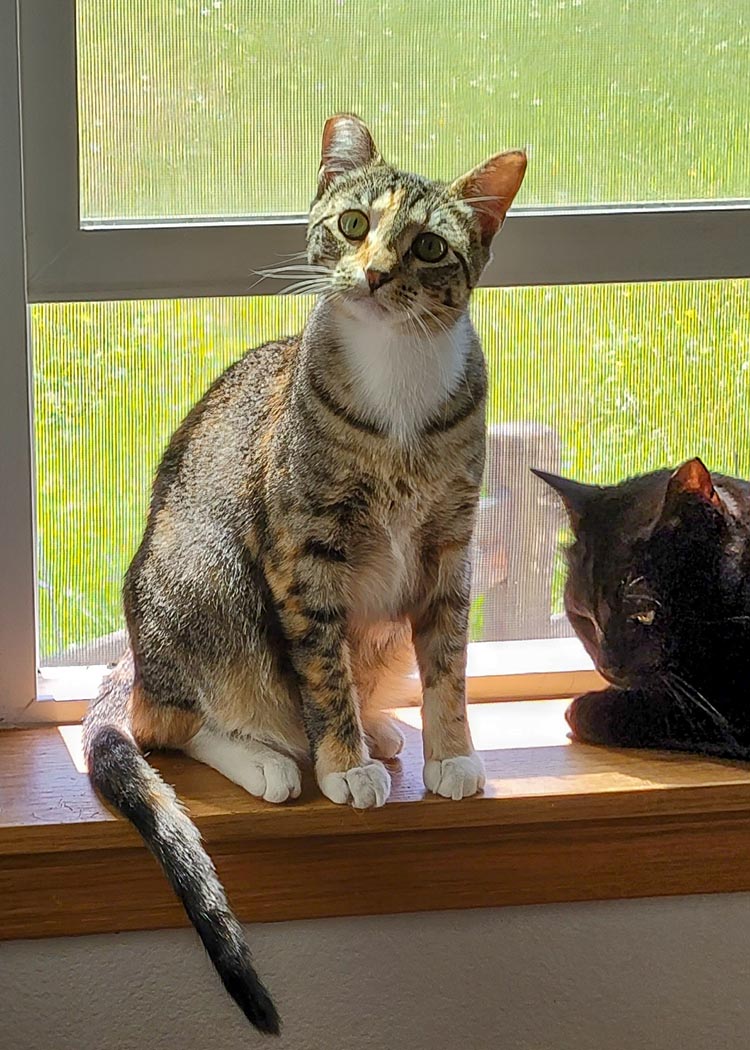 Olaf’s Hygge Holiday Tree – Kindred Souls Foundation