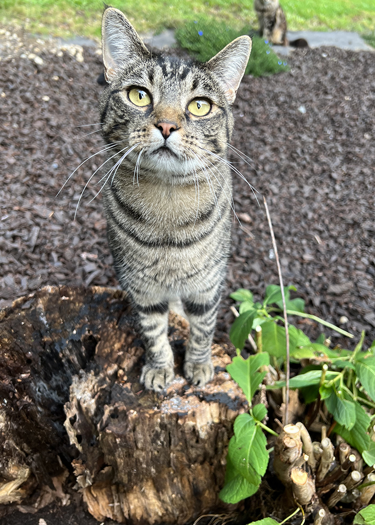 Olaf’s Hygge Holiday Tree – Kindred Souls Foundation