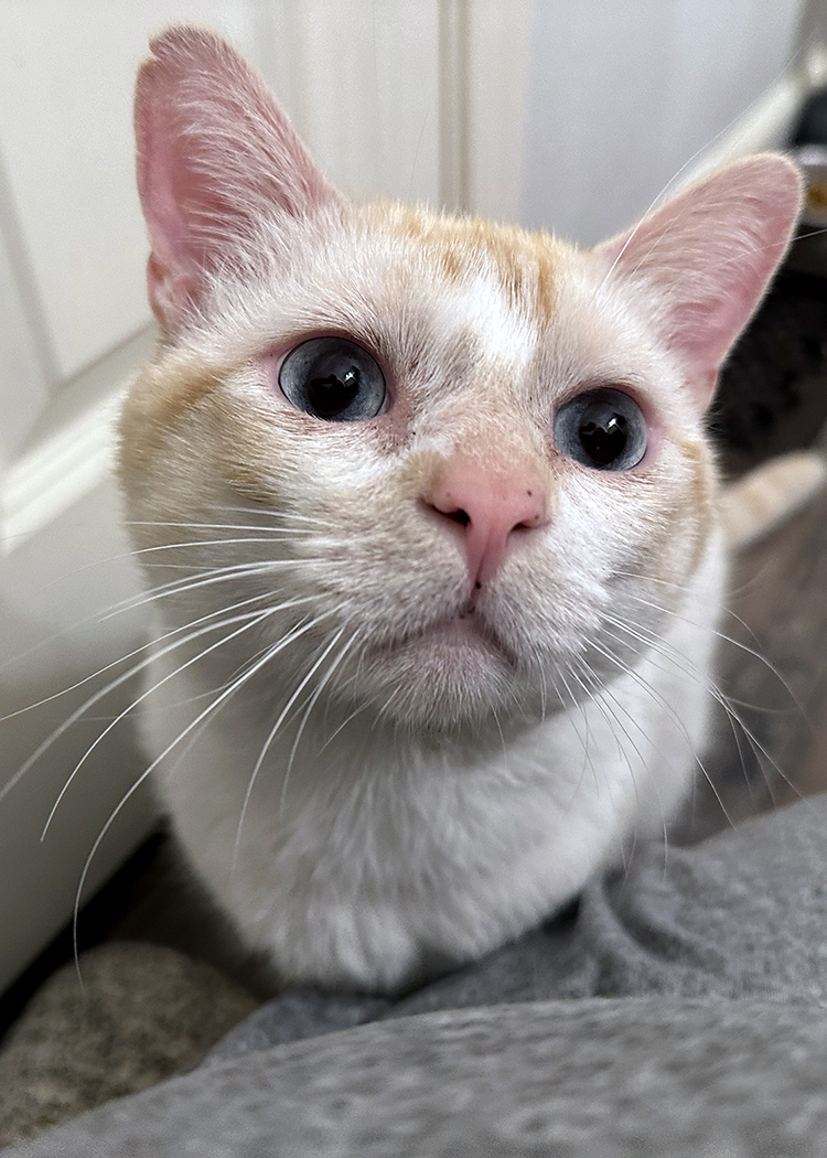 Olaf’s Hygge Holiday Tree – Kindred Souls Foundation