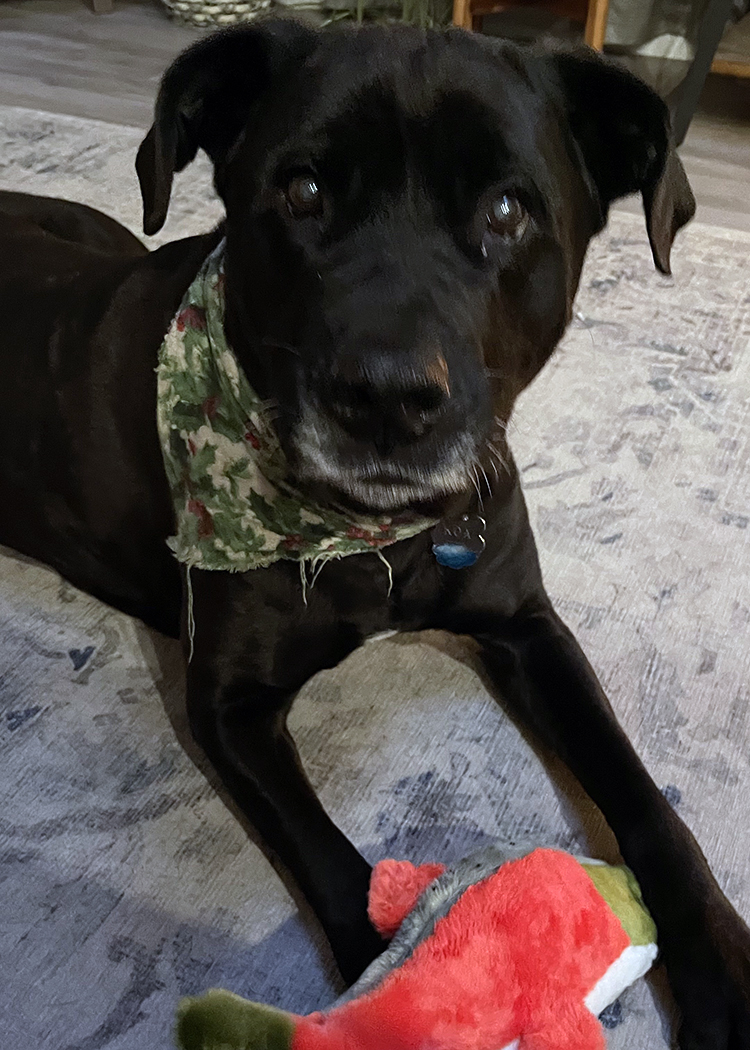 Olaf’s Hygge Holiday Tree – Kindred Souls Foundation