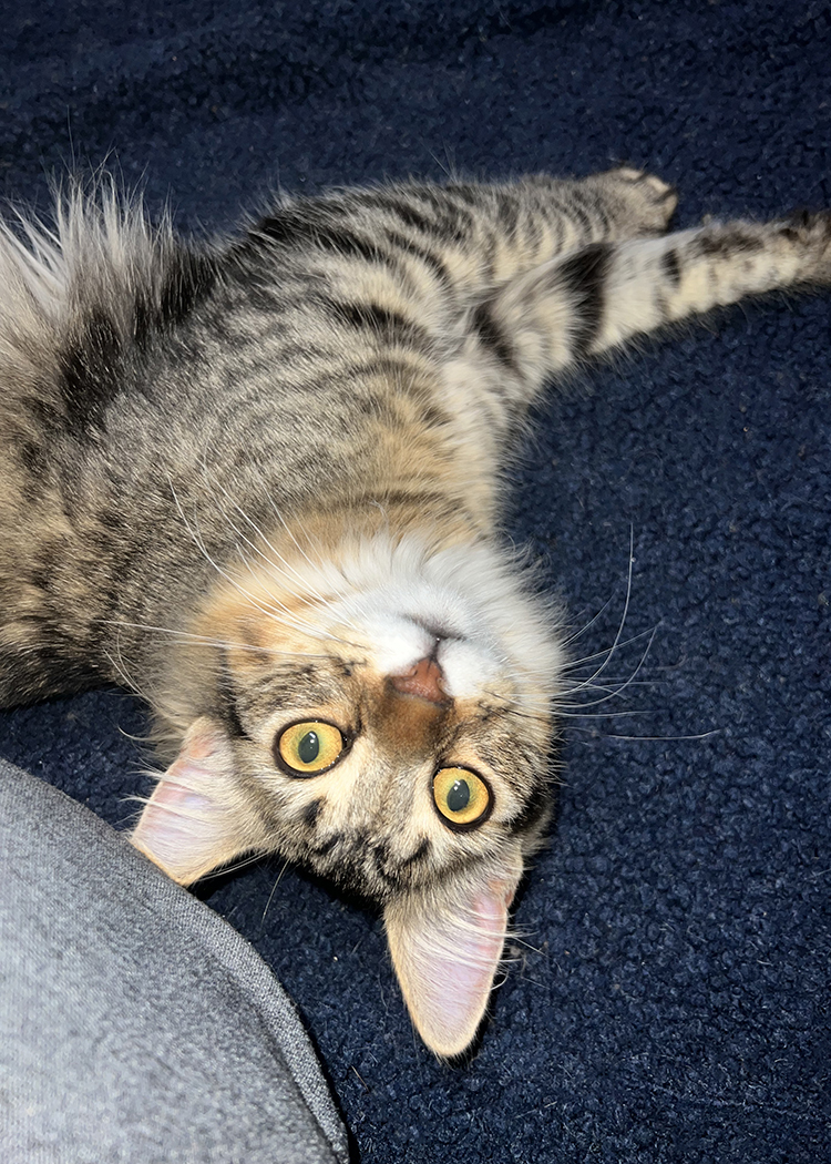 Olaf’s Hygge Holiday Tree – Kindred Souls Foundation