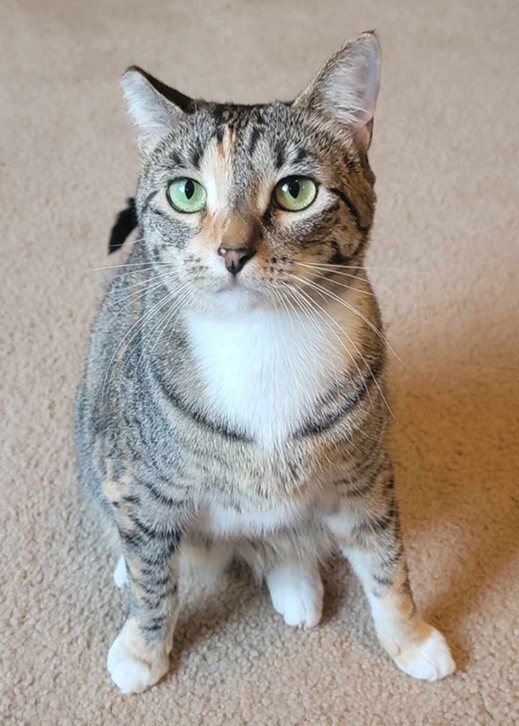 Adoptable Animals – Kindred Souls Foundation